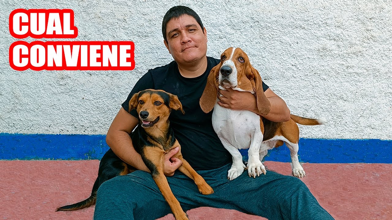 Perro FINO vs Perro Chusco | Con cual me quedo? || Markotk - YouTube