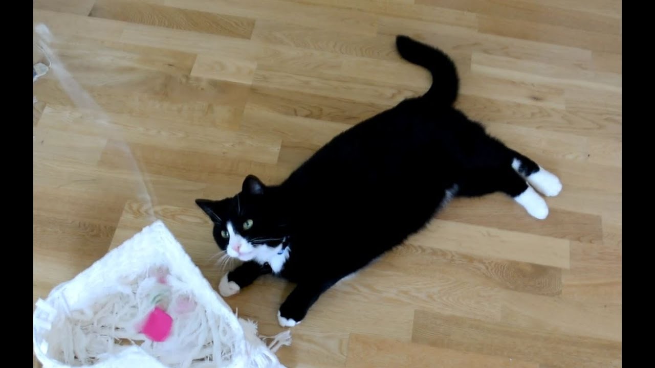 Funny cat playing with string toy and a box - YouTube