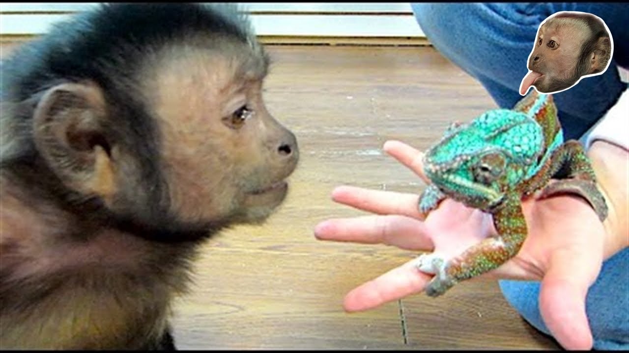 Capuchin Monkey Meets a Panther Chameleon - YouTube