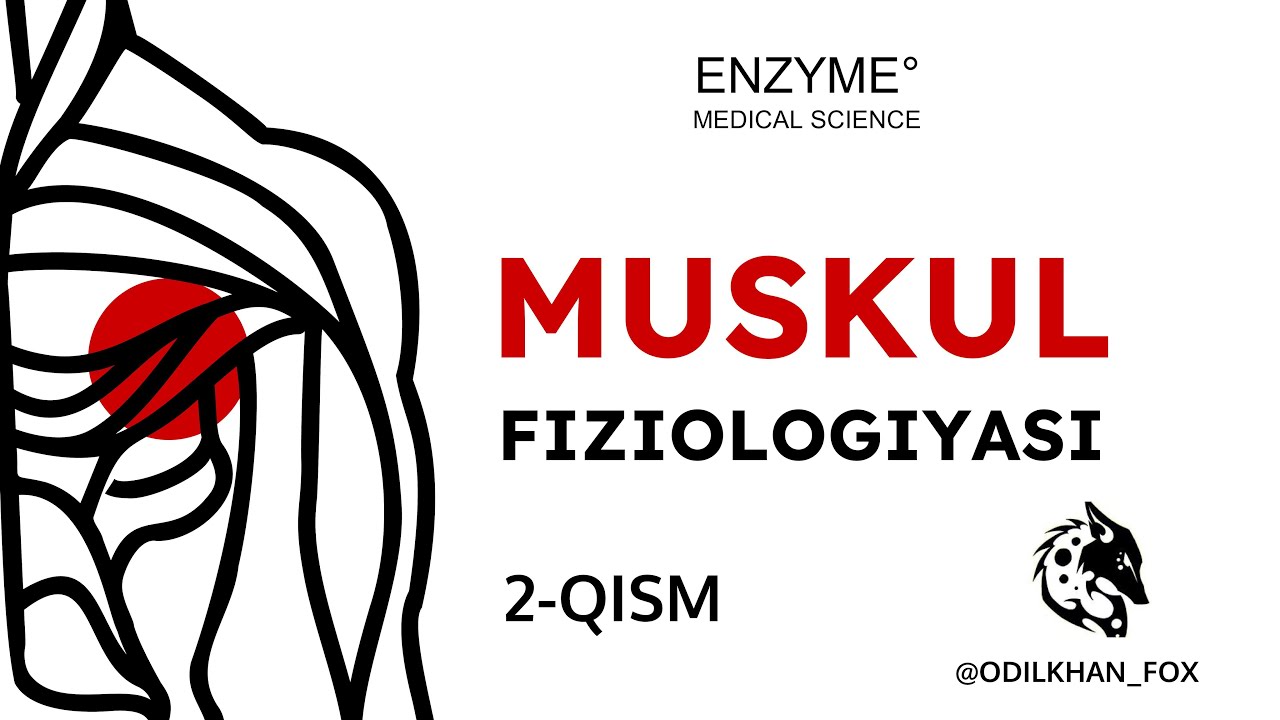 Muskul fiziologiyasi 2-qism - YouTube