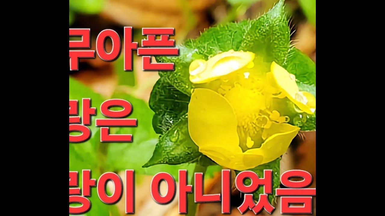너무 아픈 사랑은 사랑이 아니었음을 가사 양현경 Youtube