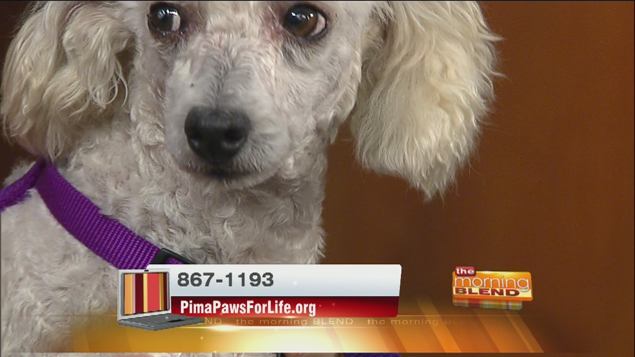 Pima Paws For Life - Adoptable animals and upcoming events - YouTube