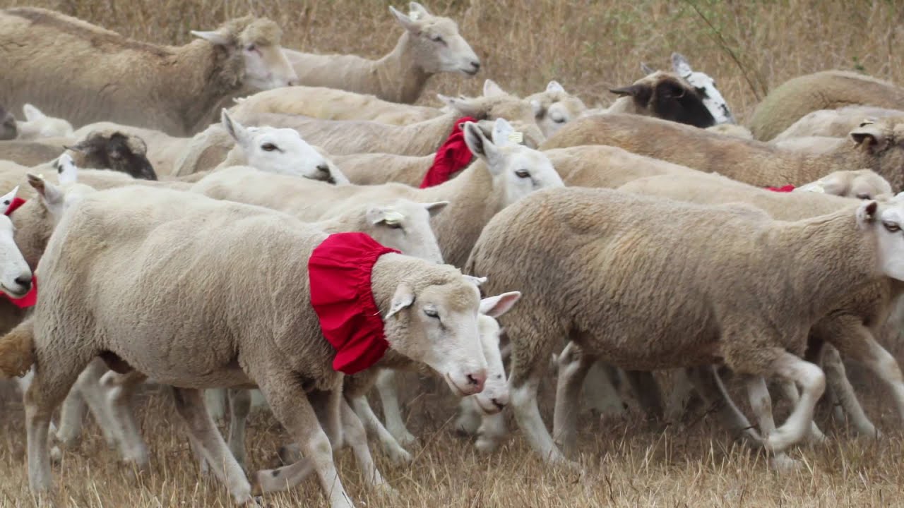 Hello Ewe-Windswept Crest Farm - YouTube