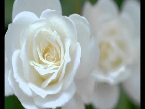 Valgemad roosid - Illart Jool - YouTube