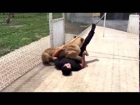 Aslan'ın Sahibine Gösterdiği Sevgi