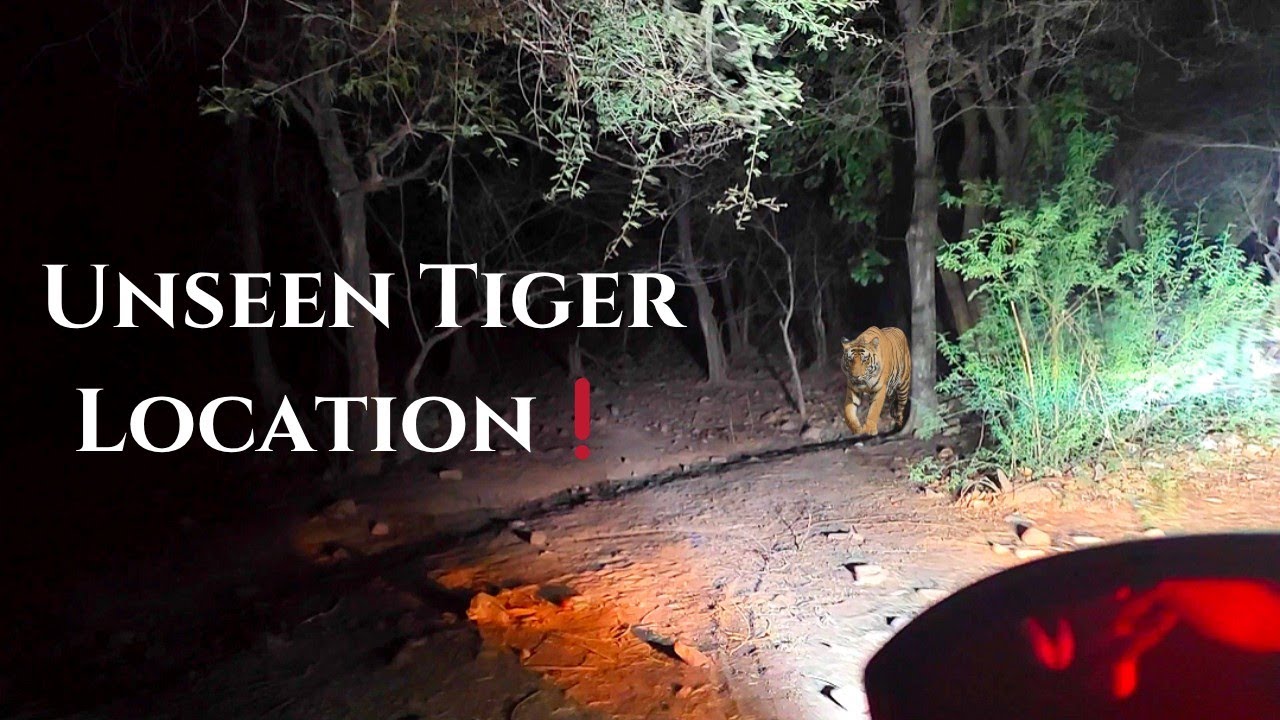 Hidden Tiger Zone Revealed ! RANTHAMBORE - YouTube