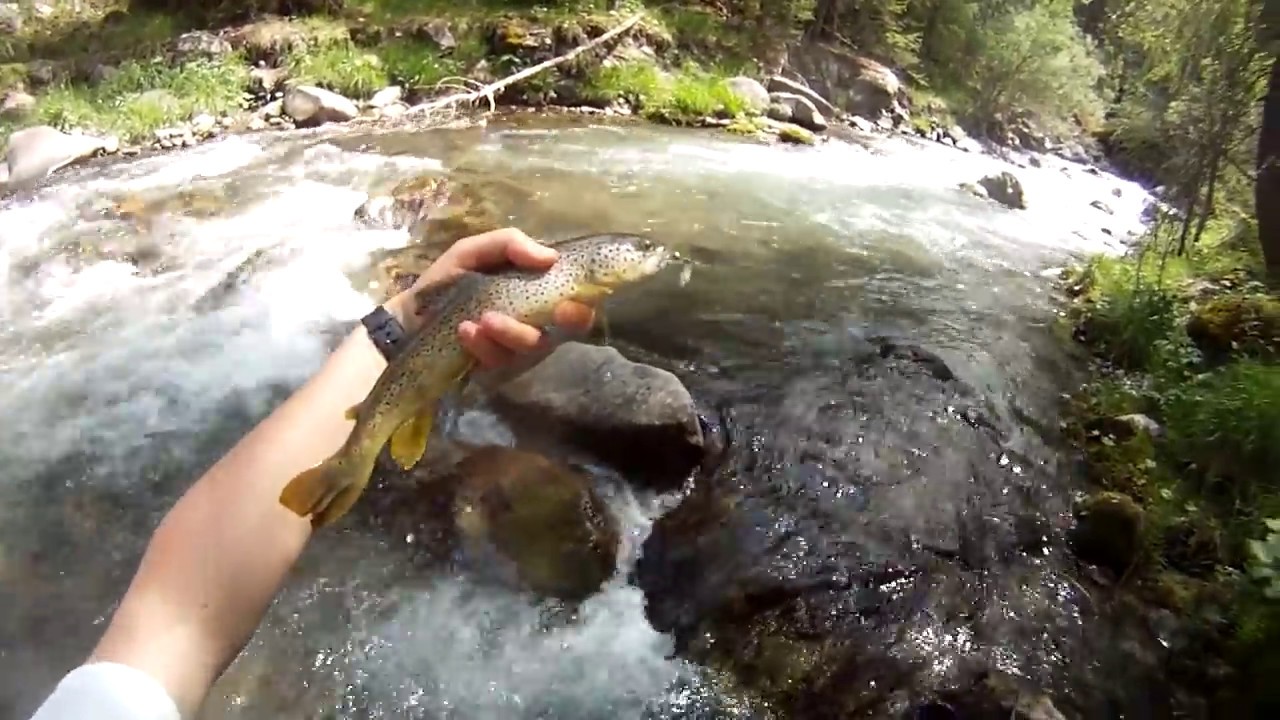 Pêche de la truite fario à l'ultra leger en torrent de montagne dans le ...
