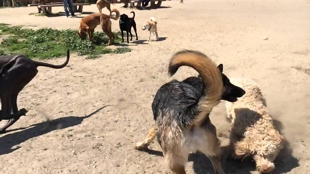 Duncan (Shep) makes Wilber take a dump in SLO MO - YouTube