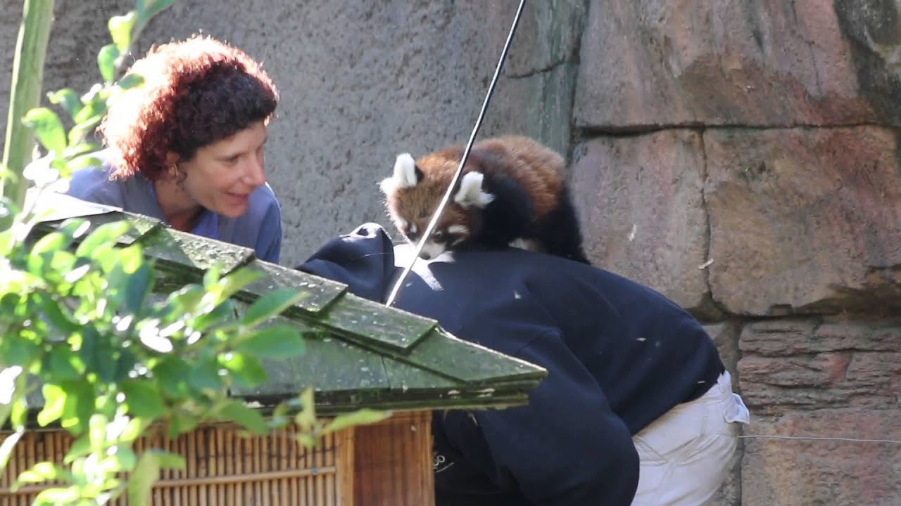 Red Panda Cub Hugs - YouTube