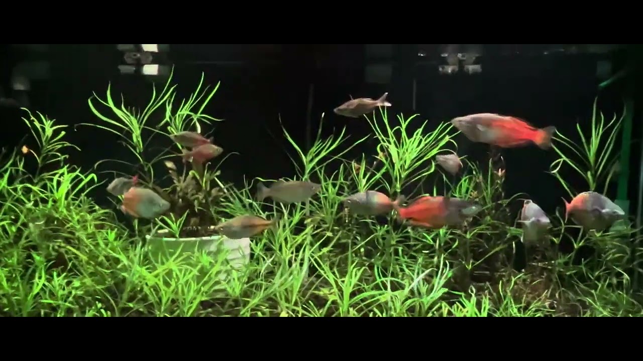 75 gallon rainbow tank - YouTube