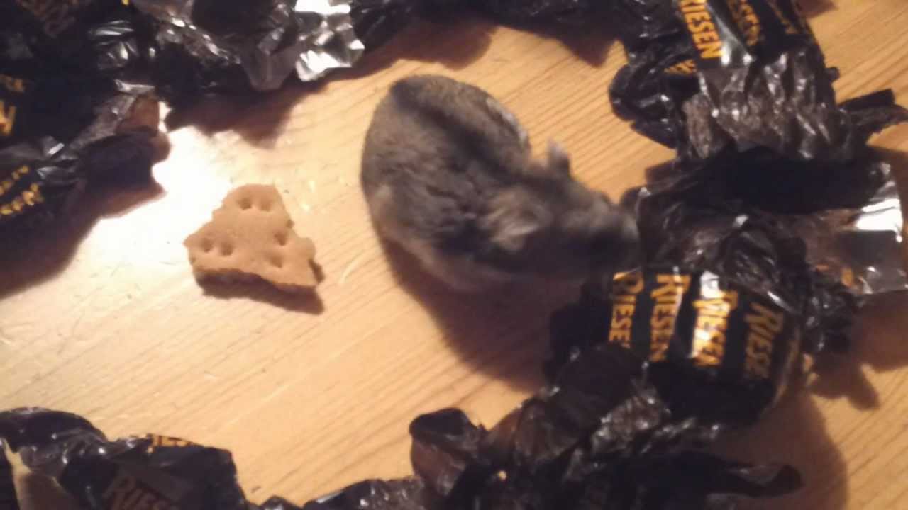 Cute hamster eating popcorn - YouTube