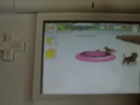 nintendogs and the seaside house - YouTube