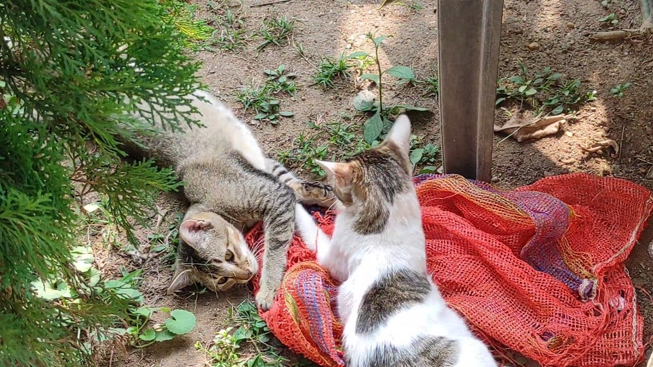 Cats enjoying sun 🌞 and mud bath 🚿 - YouTube