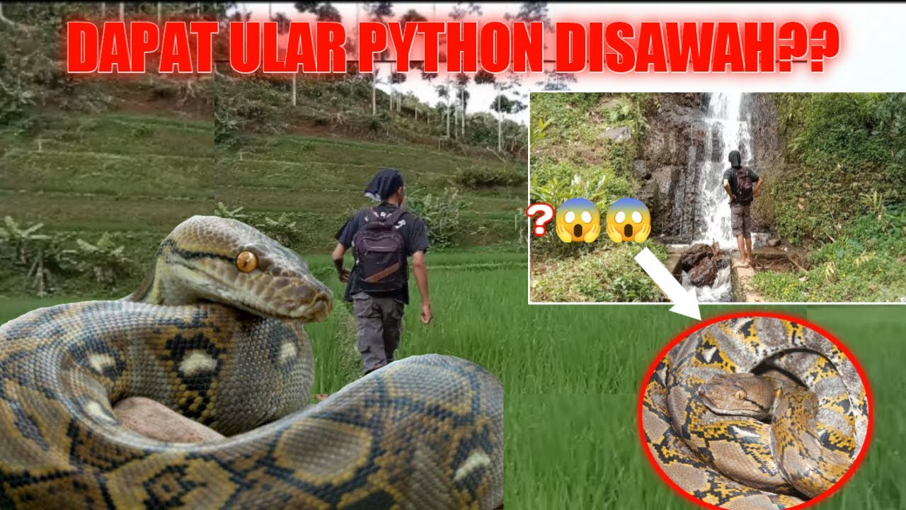 Niat cari raja ular hitam malah ketemu dengan ular python yang sedang ...