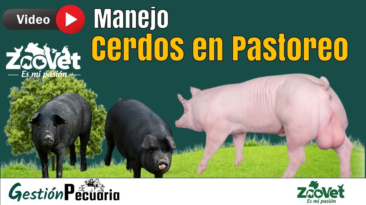 🟢 Como manejar cerdos en pastoreo (Cría de cerdos a campo abierto ...