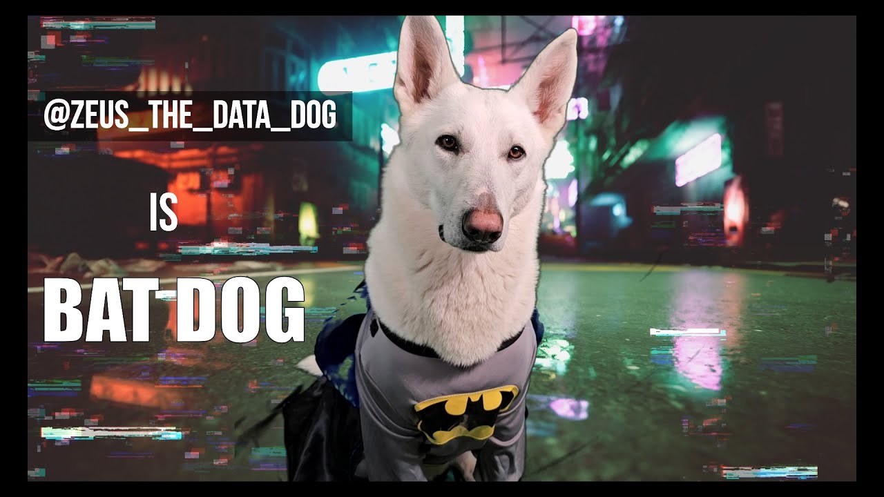 @Zeus_the_Data_Dog is #BatDog (2024 teaser) - YouTube