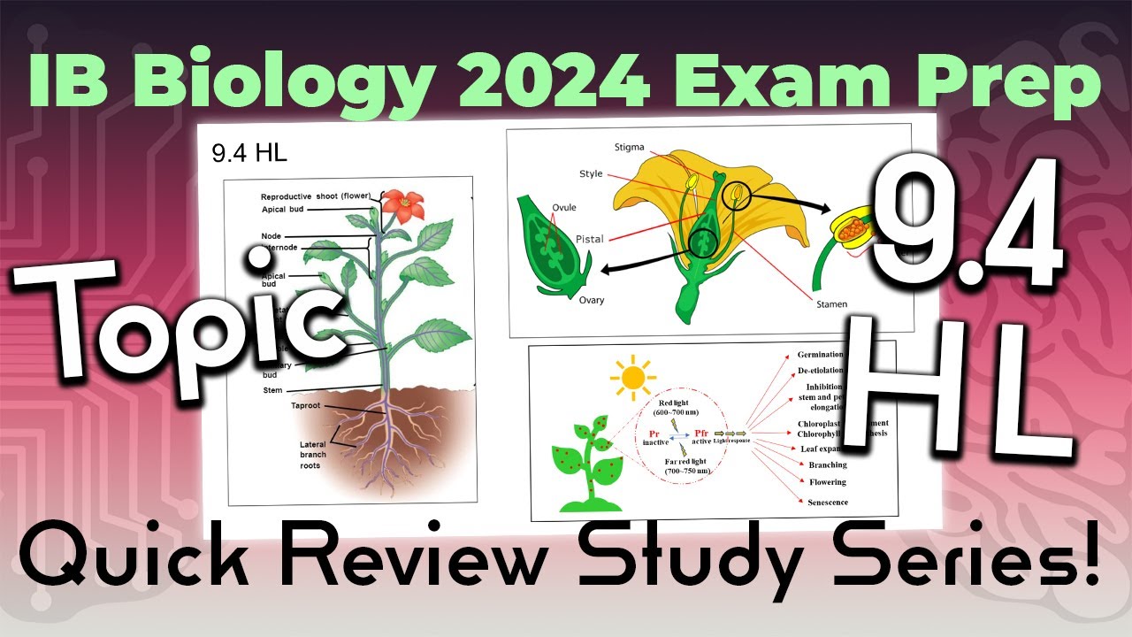 IB Bio 2024 QUICK REVIEW - Topic 9.4 HL: Reproduction in Plants - YouTube