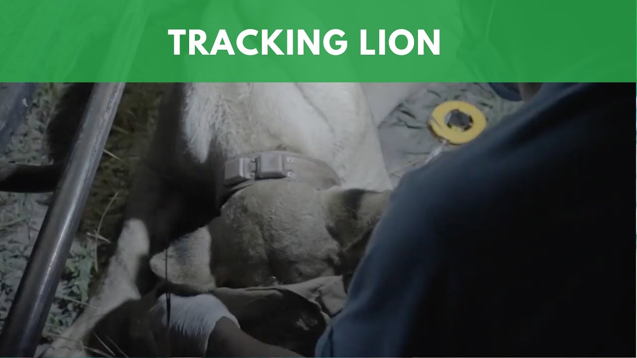Tracking Lion - YouTube