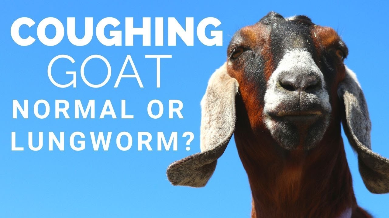 Is Your Goat Coughing? A Guide to Lungworm Signs & Treatment - Wiki ...