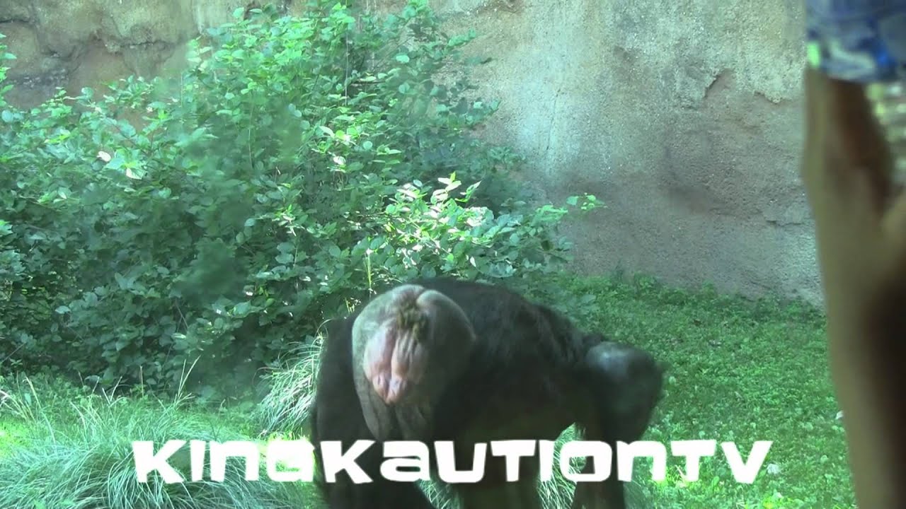 MONKEY EATS POOP - YouTube