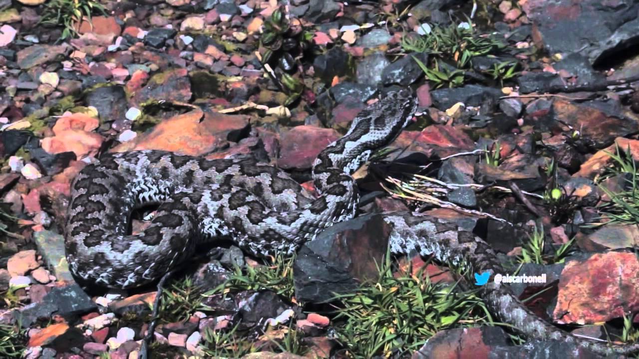 Vibora hocicuda Vipera latastei - YouTube