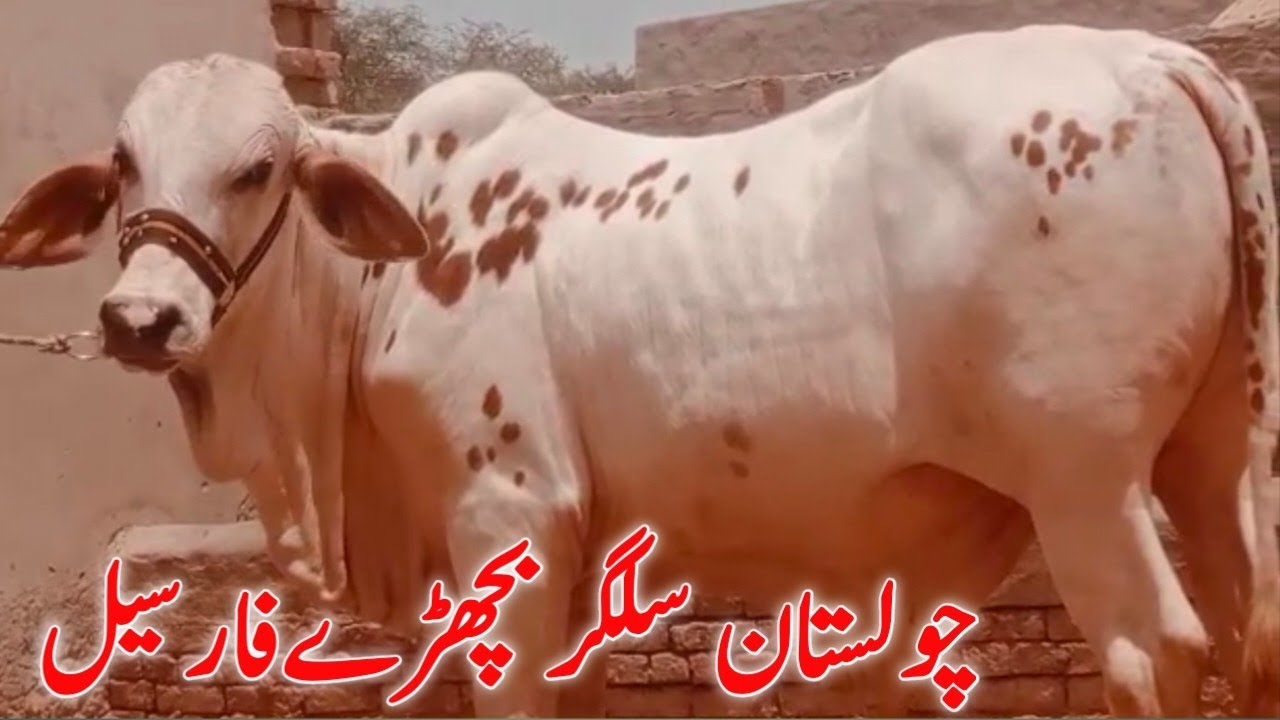 Slugger brhmn bull for sale in pakistan - YouTube