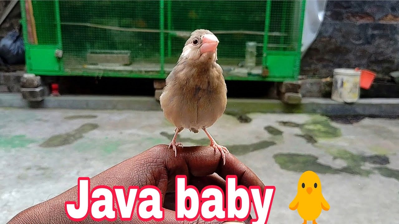 Java baby 🐥 #viralvideo - YouTube