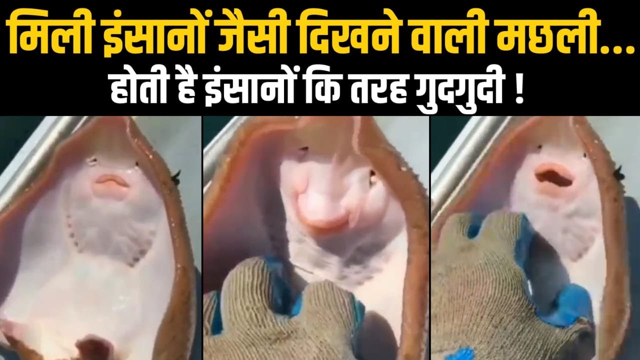 Cutest Fish With Human Face | Stingray Cutest Fish | Stingray Fish ...