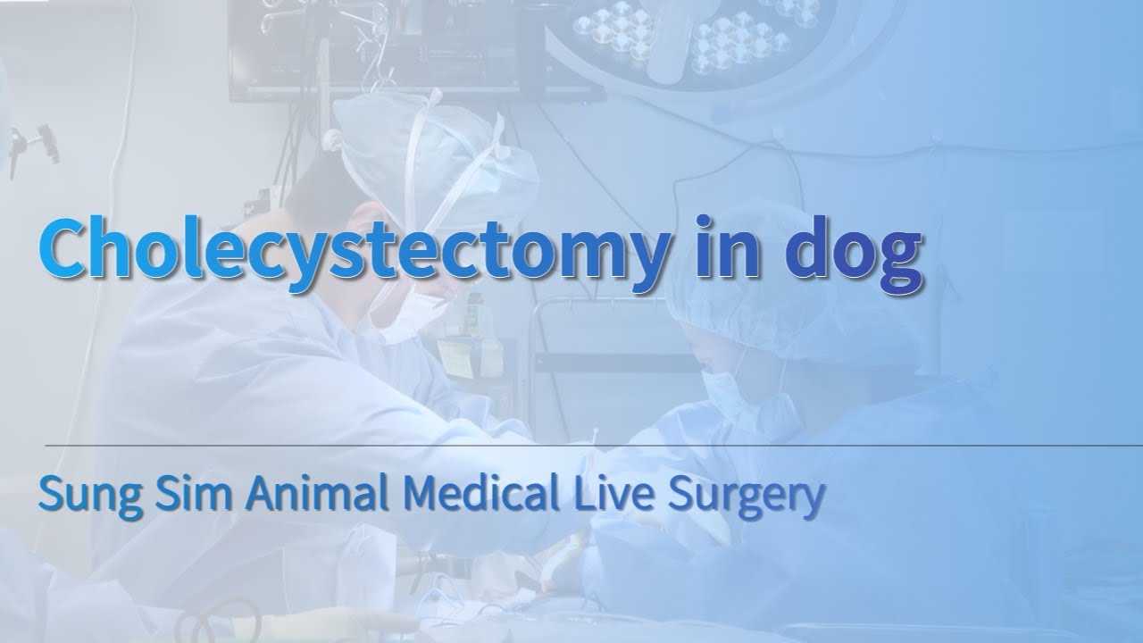(Warning) Cholecystectomy in dog Sung Sim Animal Medical Center Live ...