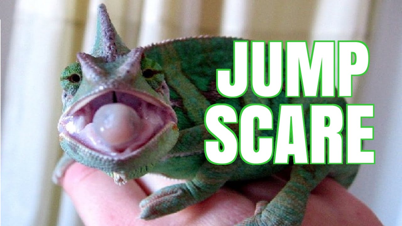 Reptile Room Jump Scare AFTERMATH (Veiled Chameleon) - YouTube