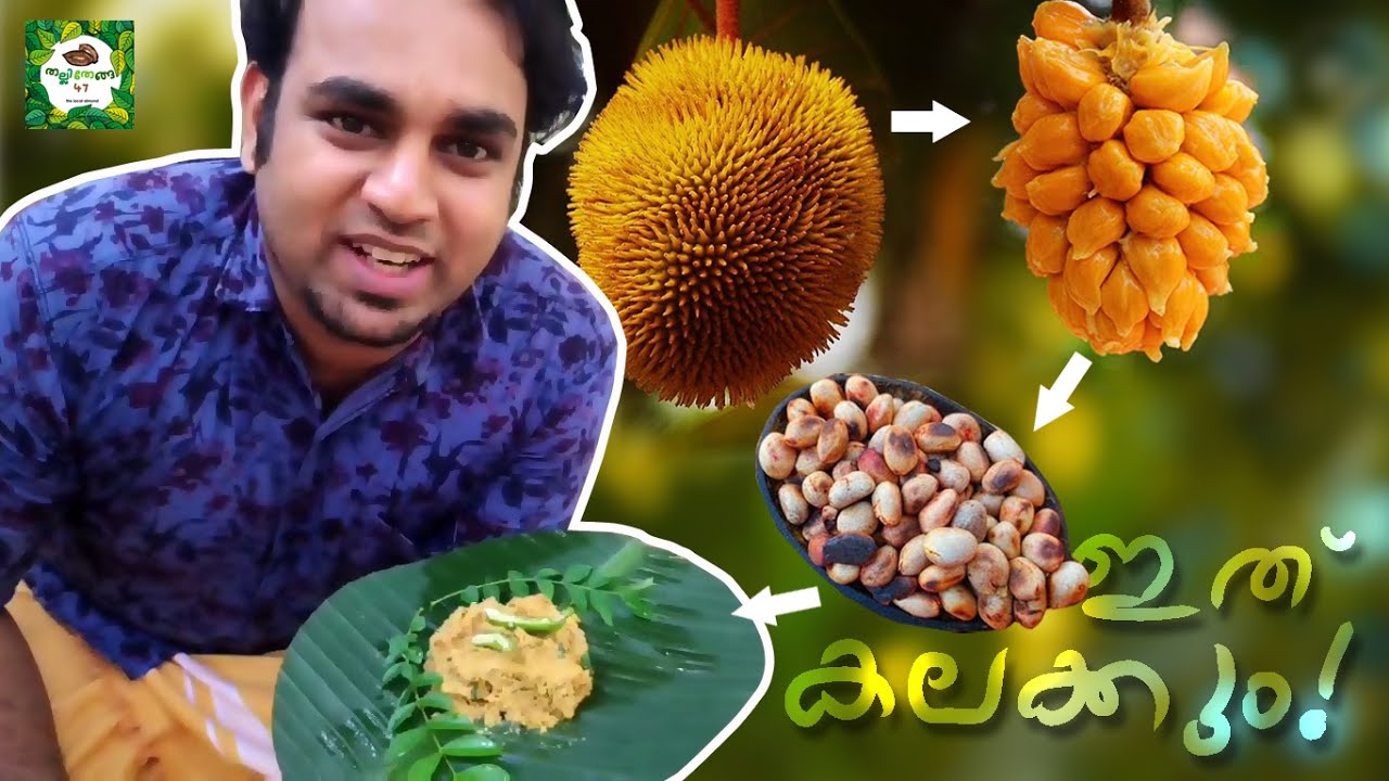 Ayni chakka/Anjili chakka kuru chuttaracha chamanthi | ആഞിലി/അയിനി കുരു ...