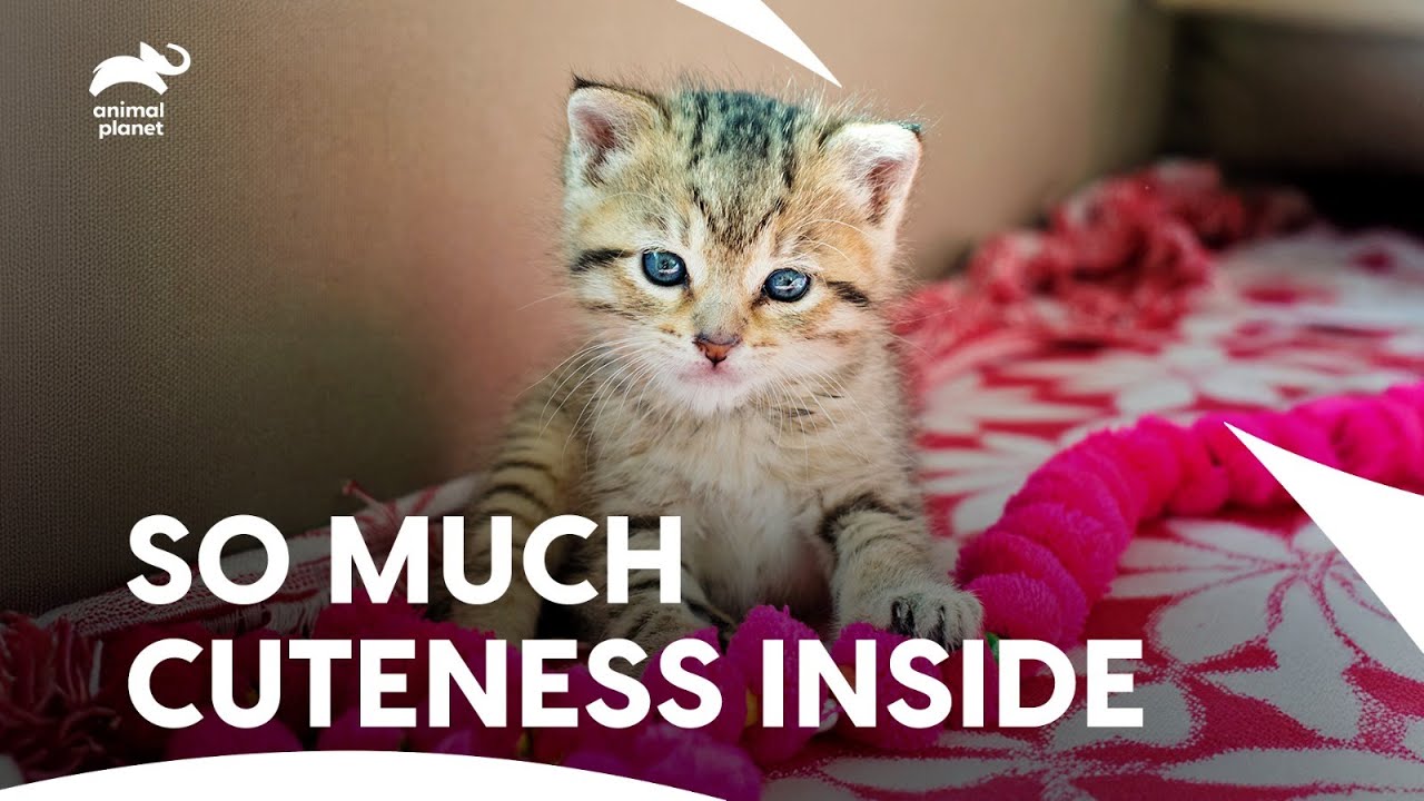 Fluffy Fights, Curious Dogs, and Tiny Kittens | Too Cute S2 E2 | Animal ...