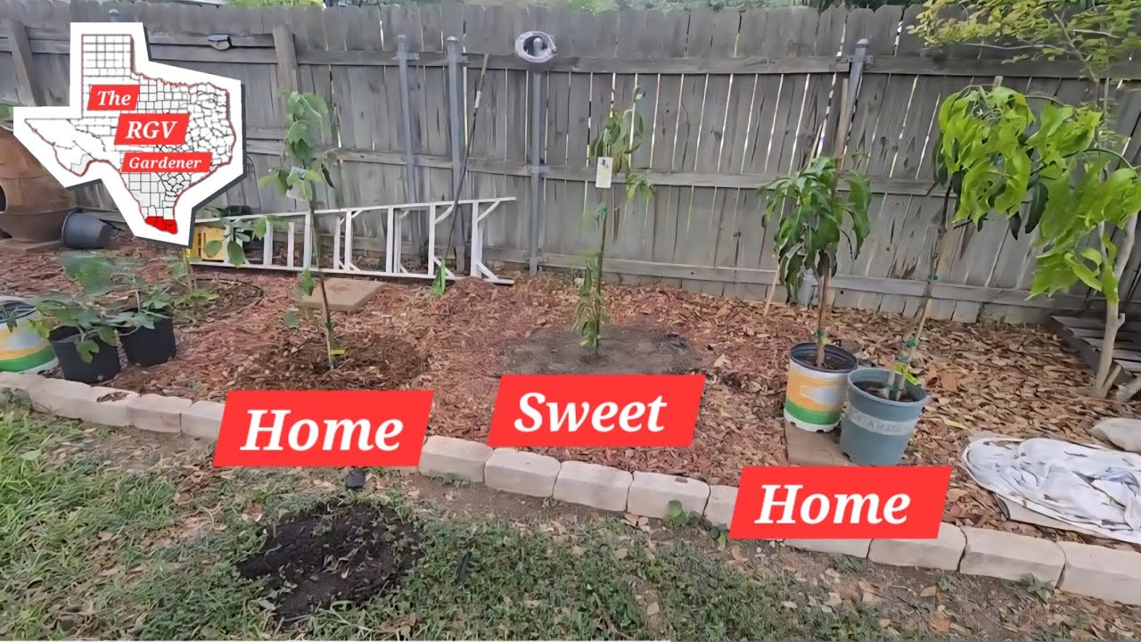New trees have a home in my backyard! 🥭🥑 || The RGV Gardener - YouTube