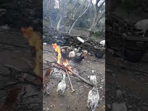 Akıllı  tavuklar