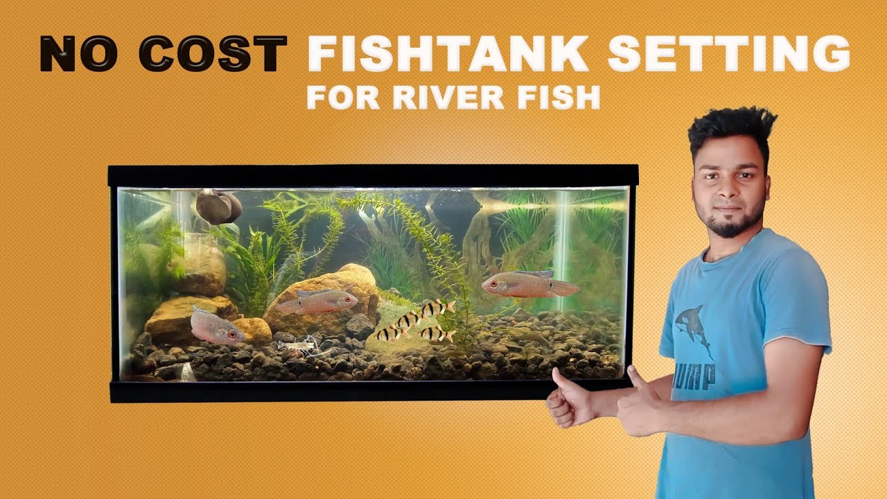 no cost fish tank setting for river fish | river fish aquarium - YouTube