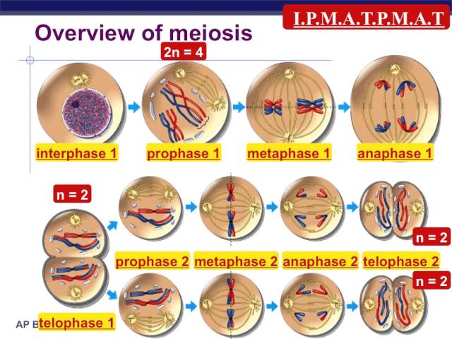 Anaphase 2n 4