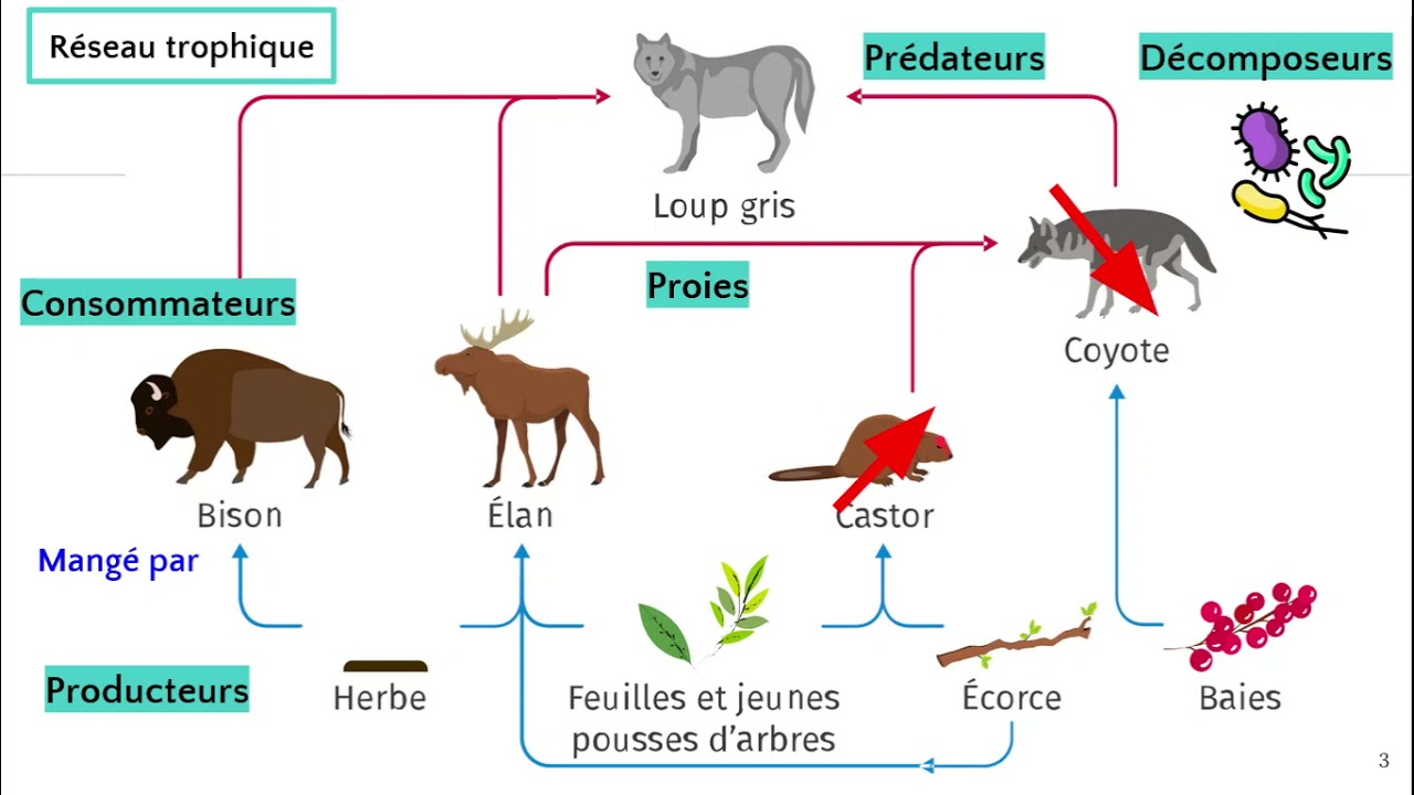 Réseau trophique - YouTube