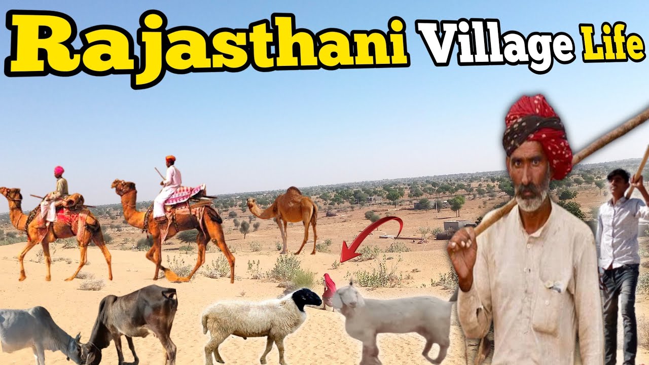 रेगिस्तान में गांव का जीवन |🤔 village life in the desert . sam ke dhore ...