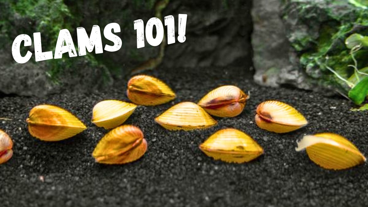 How To Keep FRESHWATER CLAMS for BEGINNERS! - YouTube