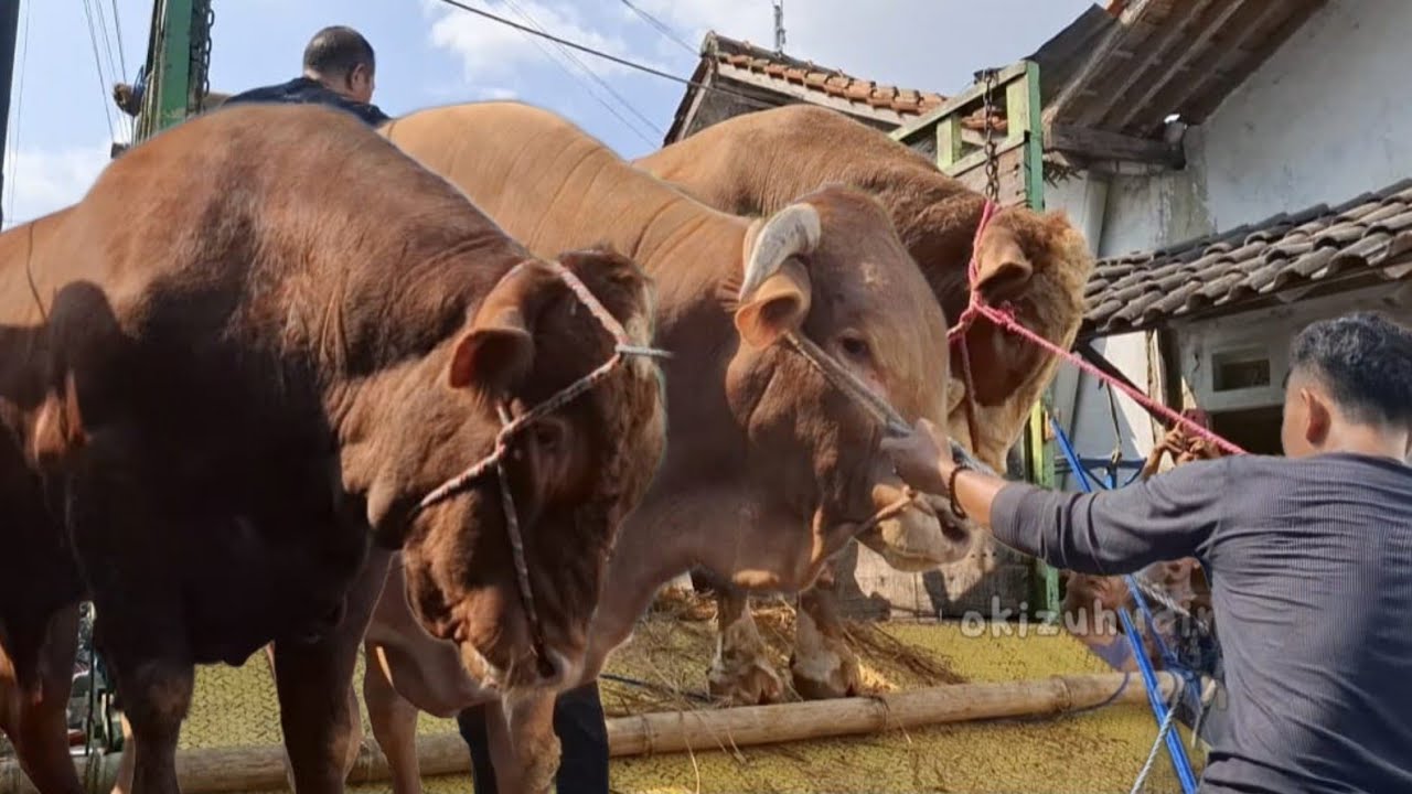 Paling Heboh‼️ 4 Sapi RaksaSA Qurban Turun Dadi Truk Fuso🔥🔥🔥 - YouTube