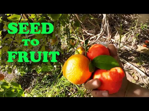 Will Lemon Trees Grown From Seed Produce Fruit