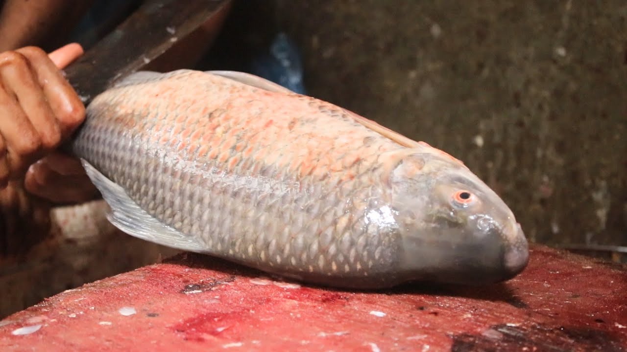 A Pretty Labeo Calbasu Fish Cutting Video | Beautiful Fish Cutting ...