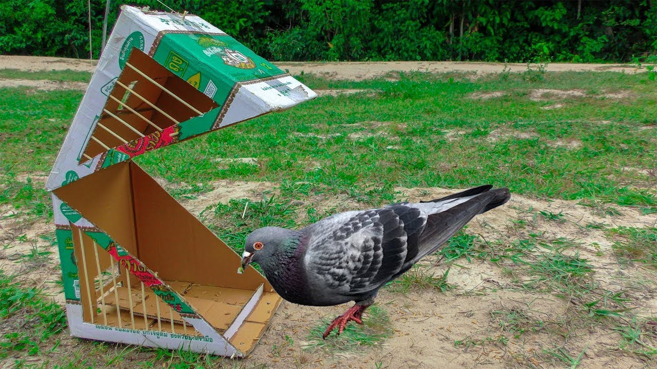 Trampa de pájaro de paloma de cartón de bricolaje con caja de cartón ...