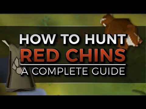 Complete Red Chinchompa Hunting Guide | Locations, Trap setup and 3t Hunter | Oldschool Runescape