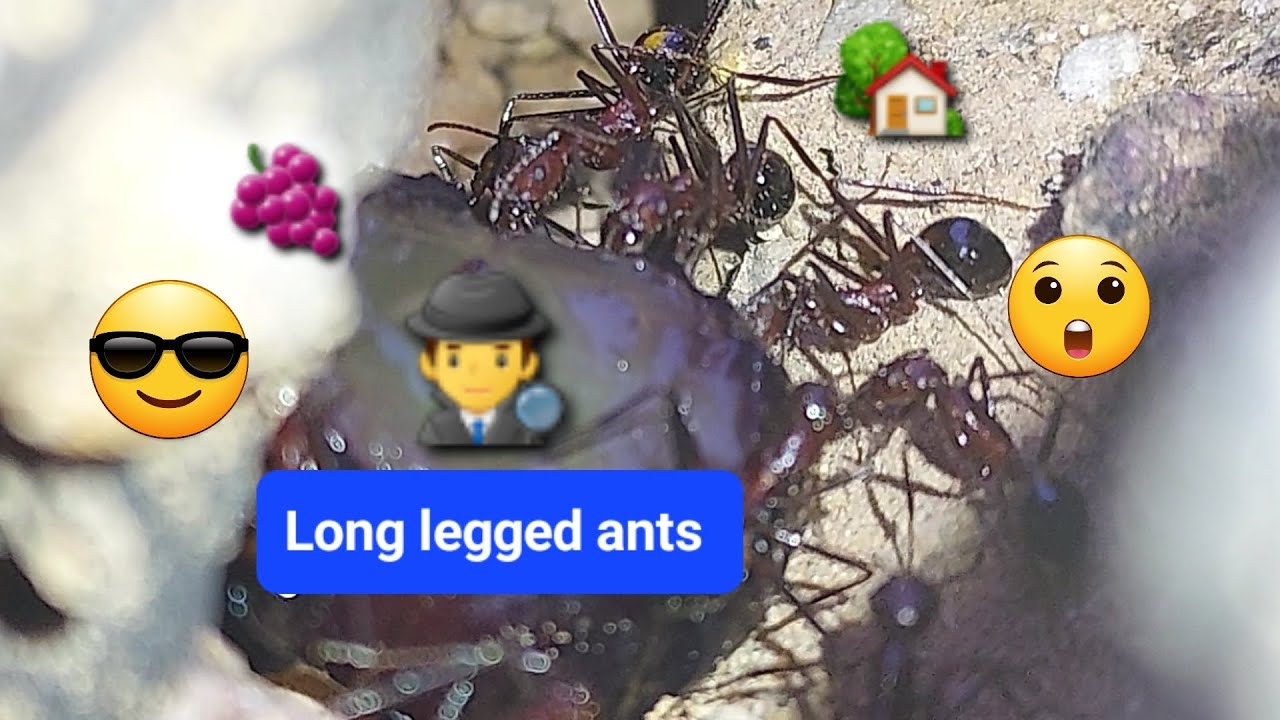Spying on long legged ants eating grape inside their house - YouTube