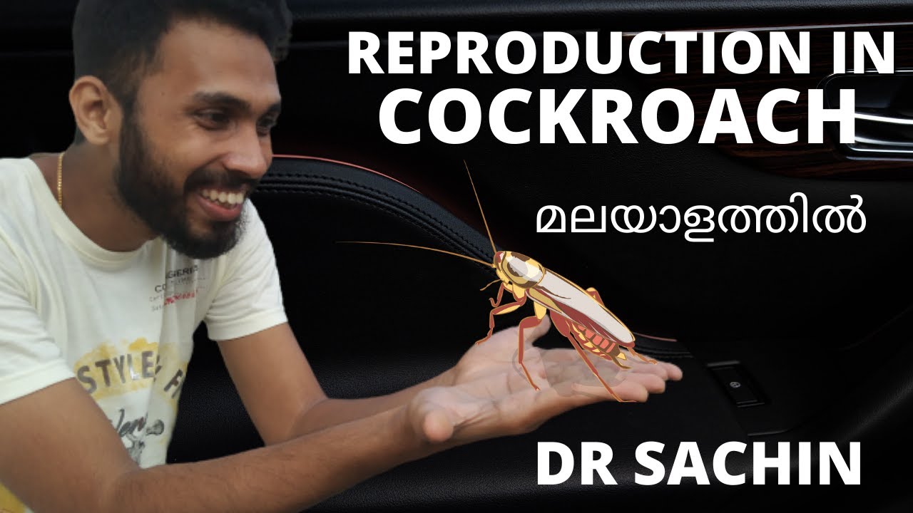 reproductive system in cockroach | malayalam | anatomy of cockroach ...