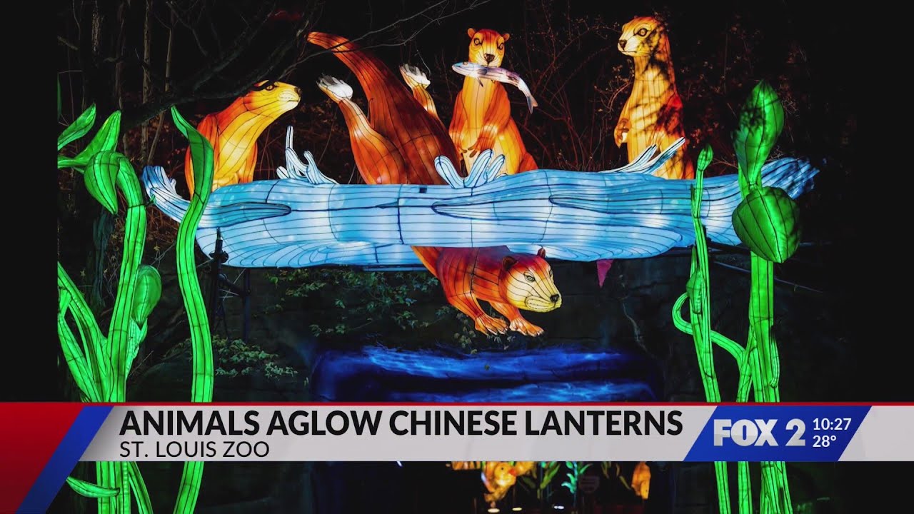 Animals Aglow returns to Saint Louis Zoo this spring - YouTube