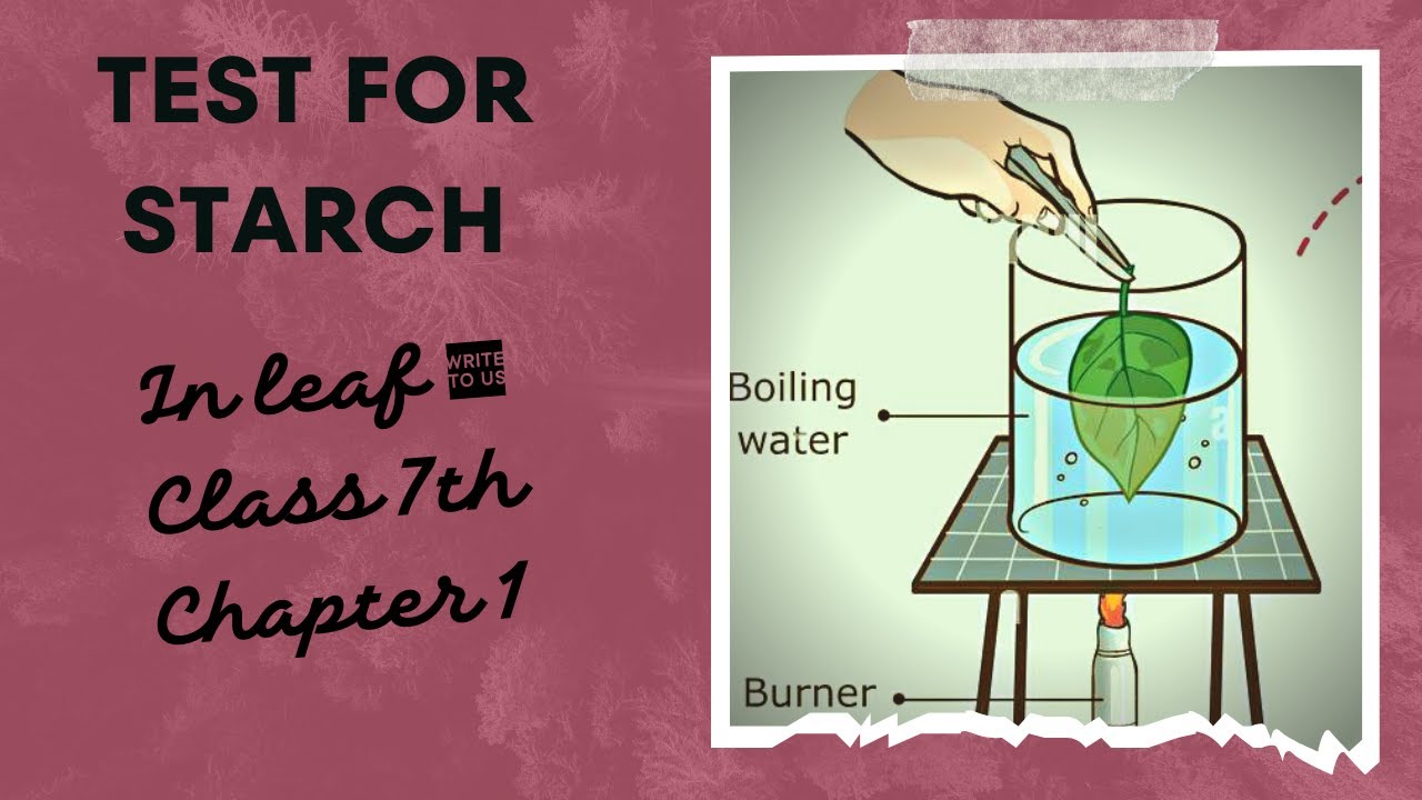 Class 7th chapter 1st Experiment test for starch present in leaf ...