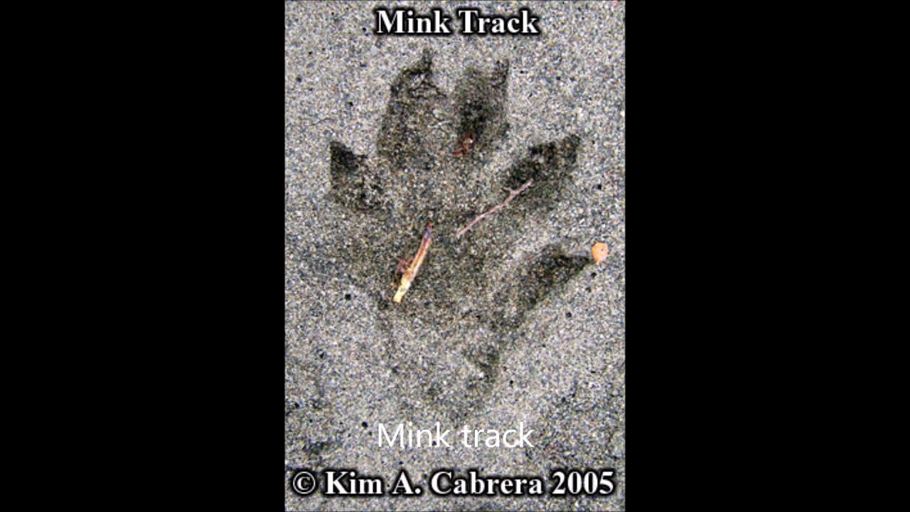 Animal footprints Fox Mink Pine Martin - YouTube