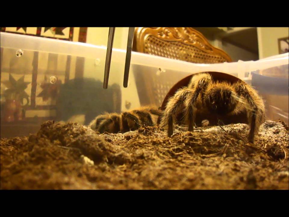 G. porteri breeding attempt 2 - YouTube